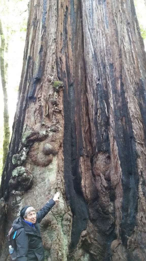 Russian River Road – Excerpt from Linda Ballou’s New Book, “Lost Angel ...